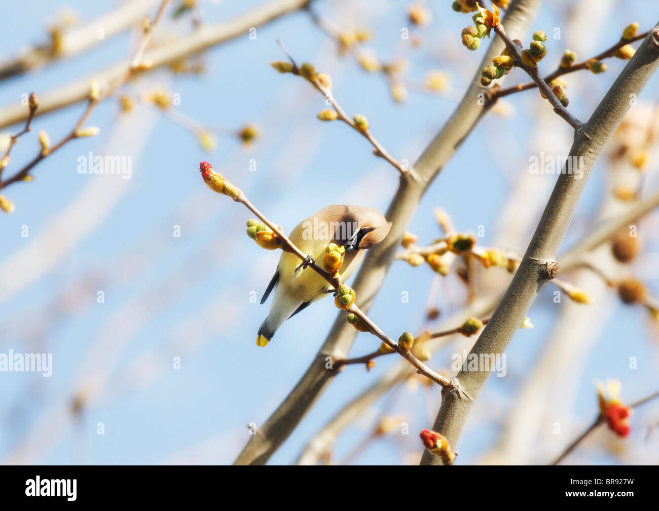 Sycamore tree bird hi-res stock photography and images - Alamy