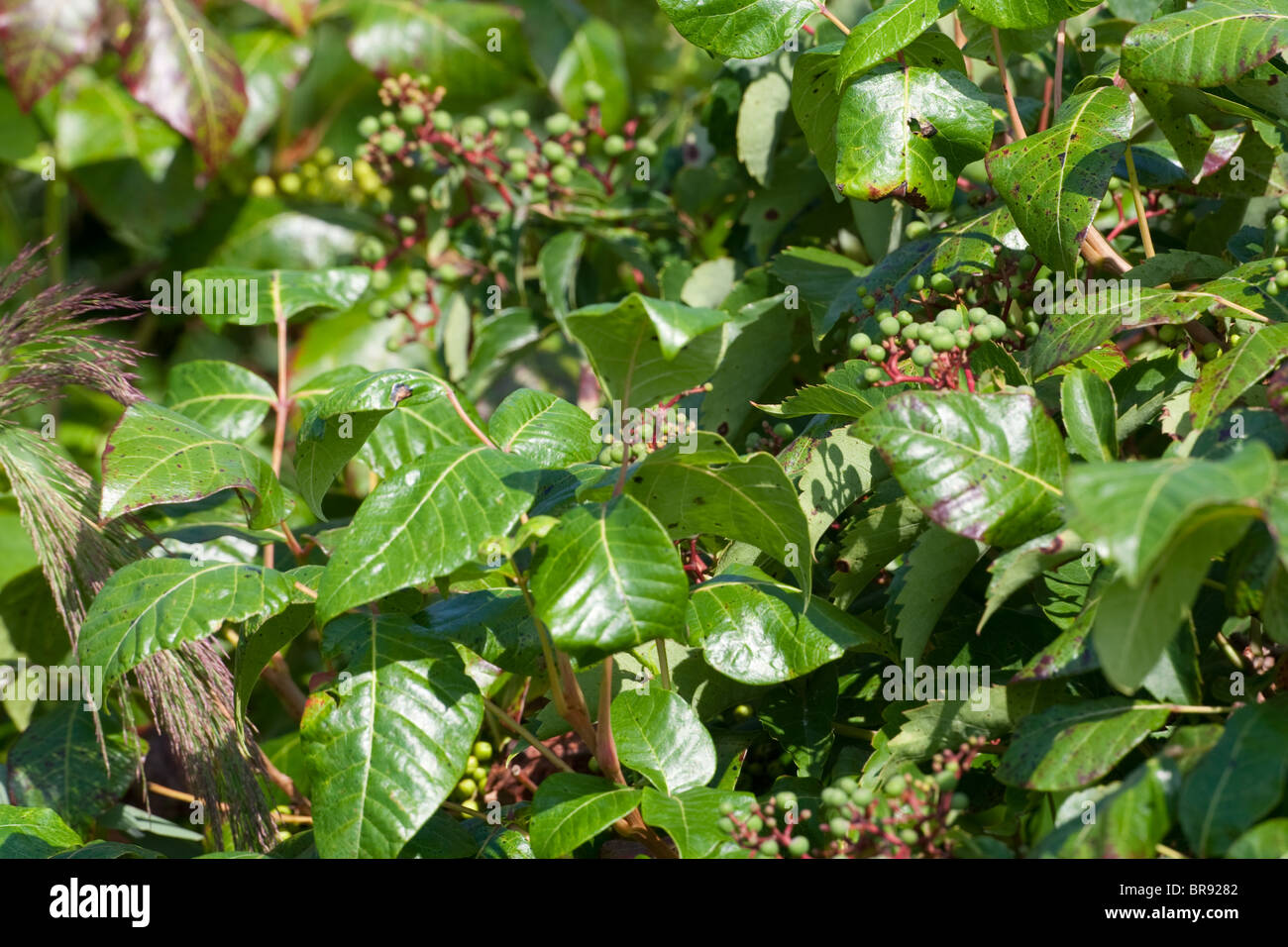 Poison ivy berries hi-res stock photography and images - Alamy