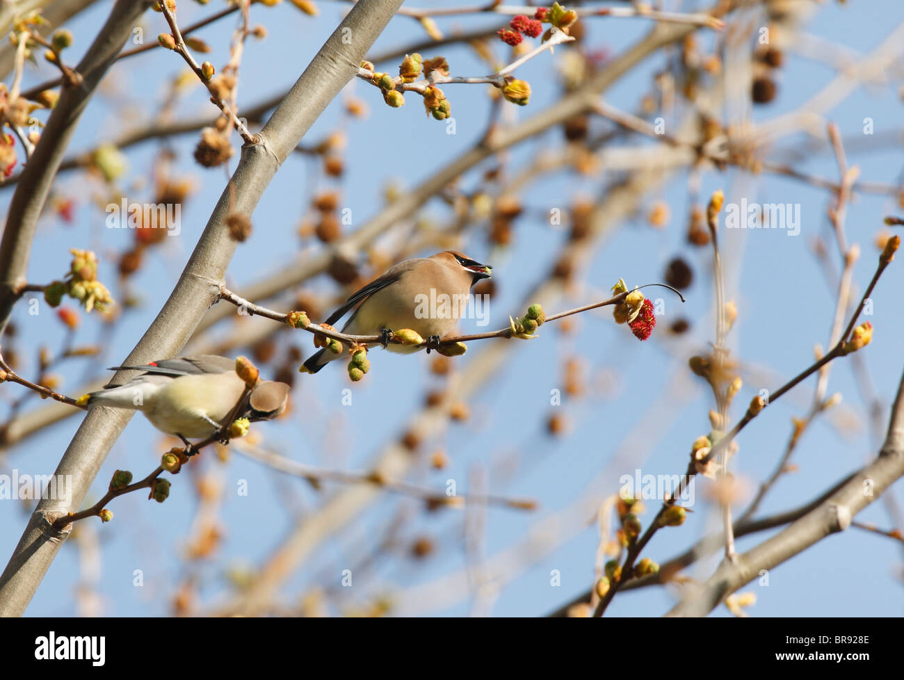 Sycamore tree bird hi-res stock photography and images - Alamy