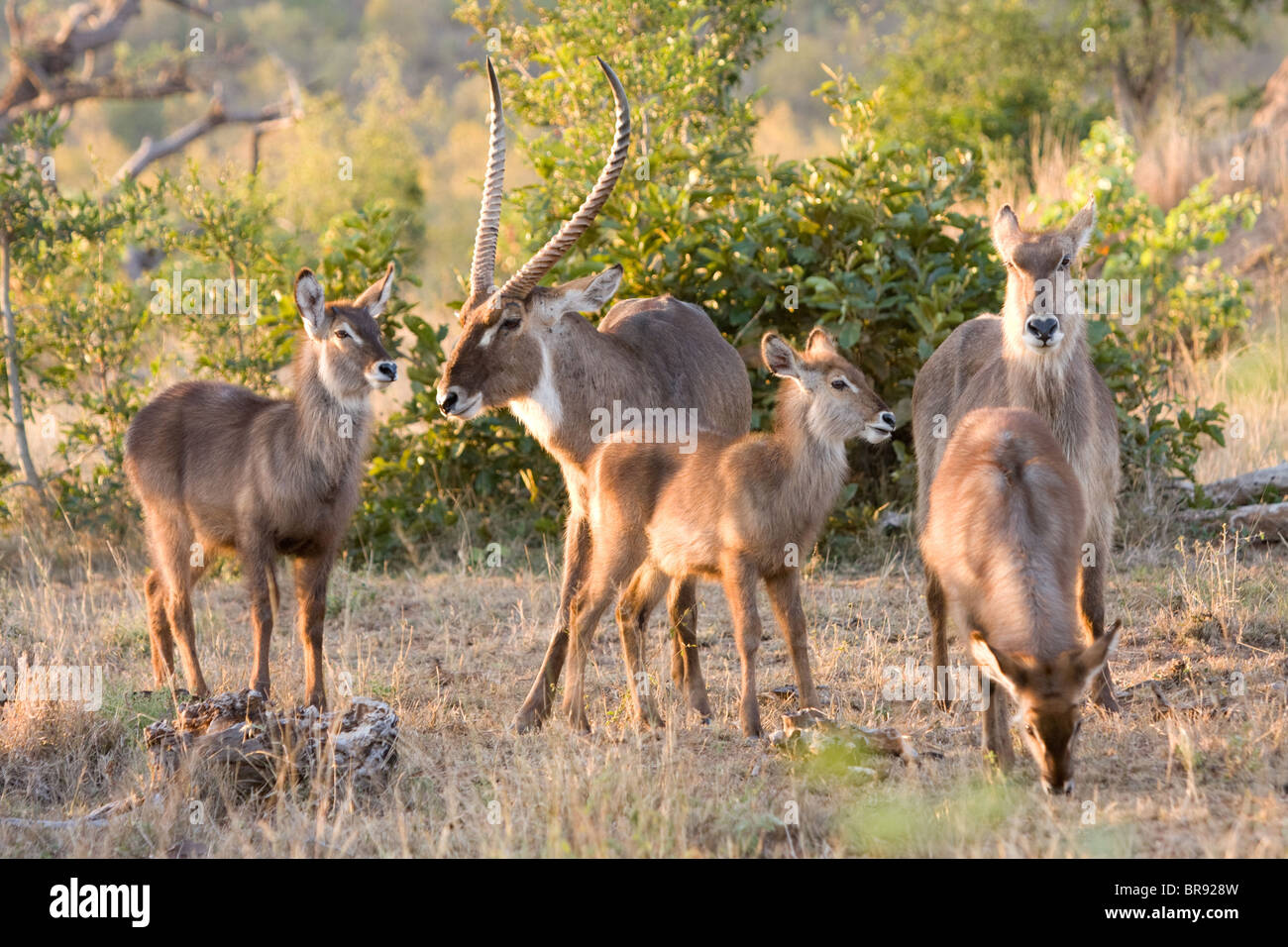 Male and female Waterbuck antelopes, Kobus ellipsiprymnus, in Kruger ...