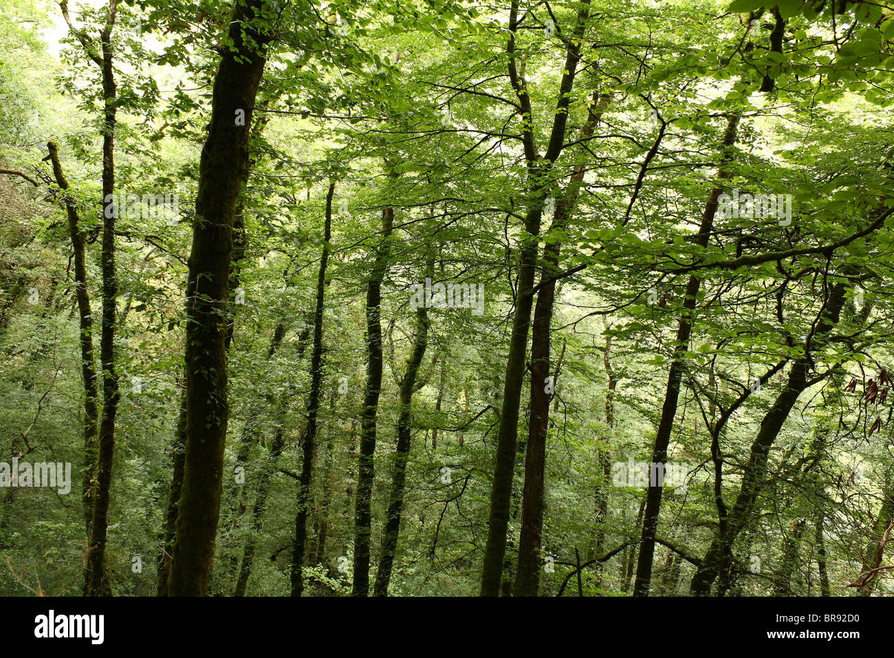 Woodland treetops hi-res stock photography and images - Alamy