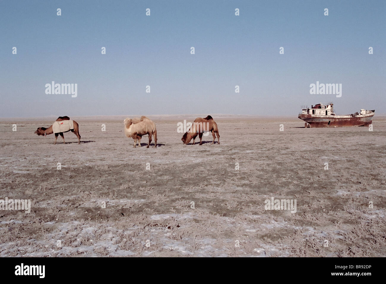 Ships camels hi-res stock photography and images - Alamy