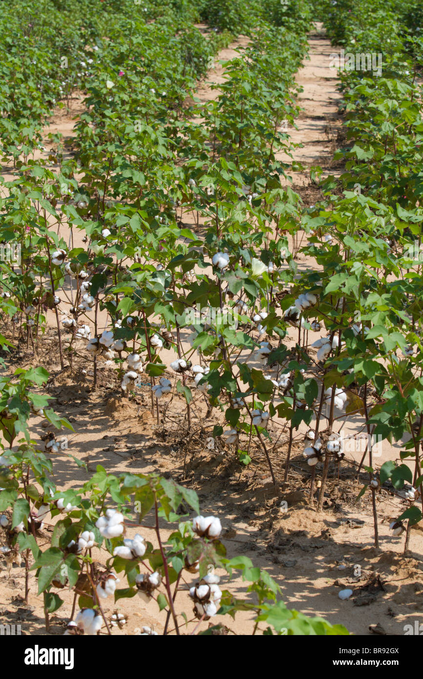 Organic cotton bush hi-res stock photography and images - Alamy
