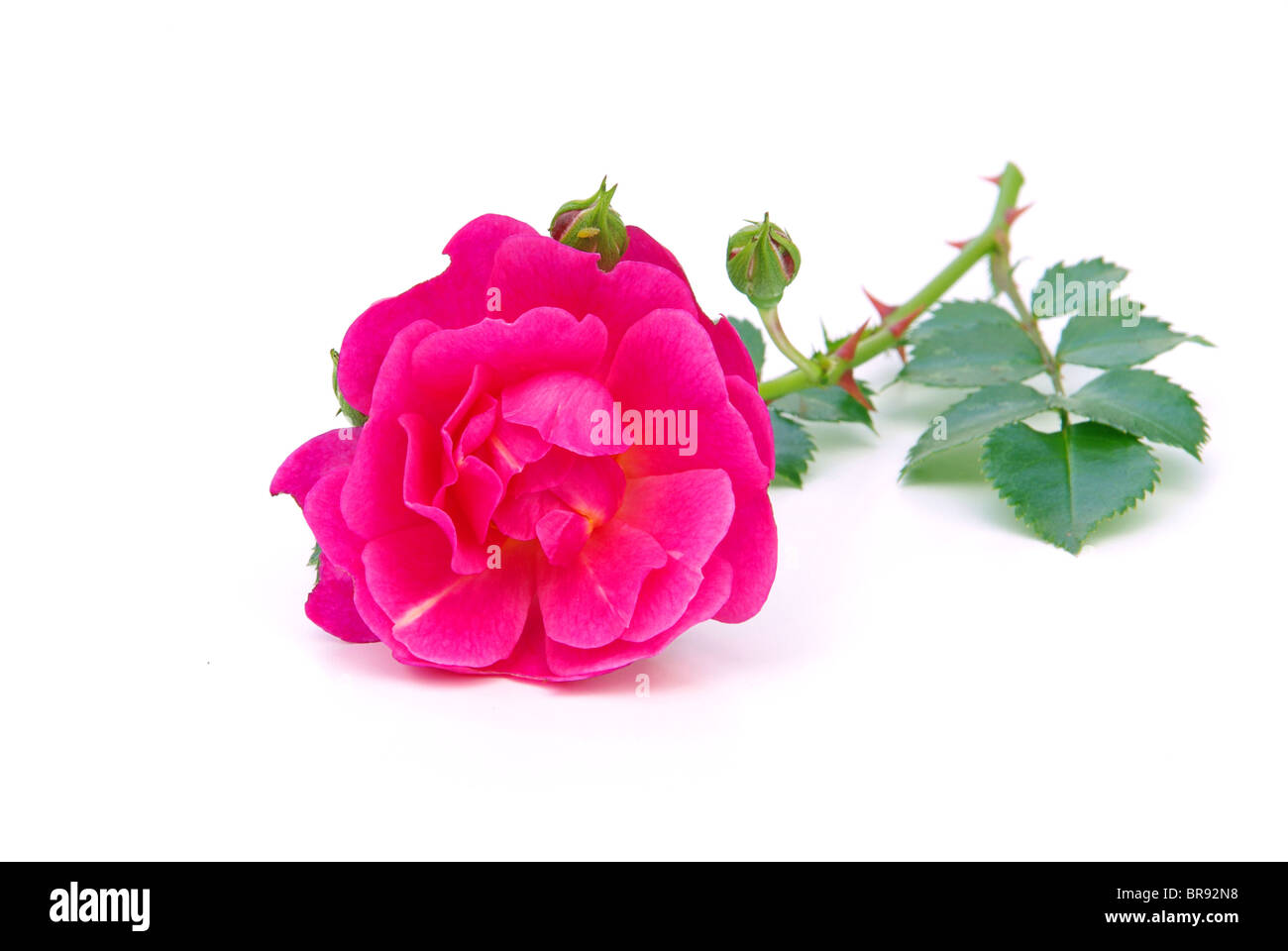 Close up blooming bright Cut Out Stock Images & Pictures - Alamy