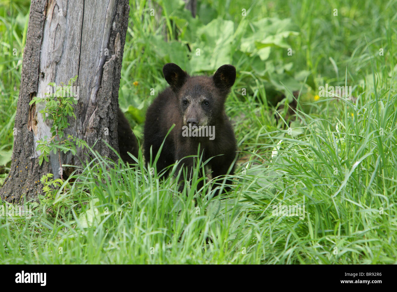 Bear under tree hi-res stock photography and images - Alamy