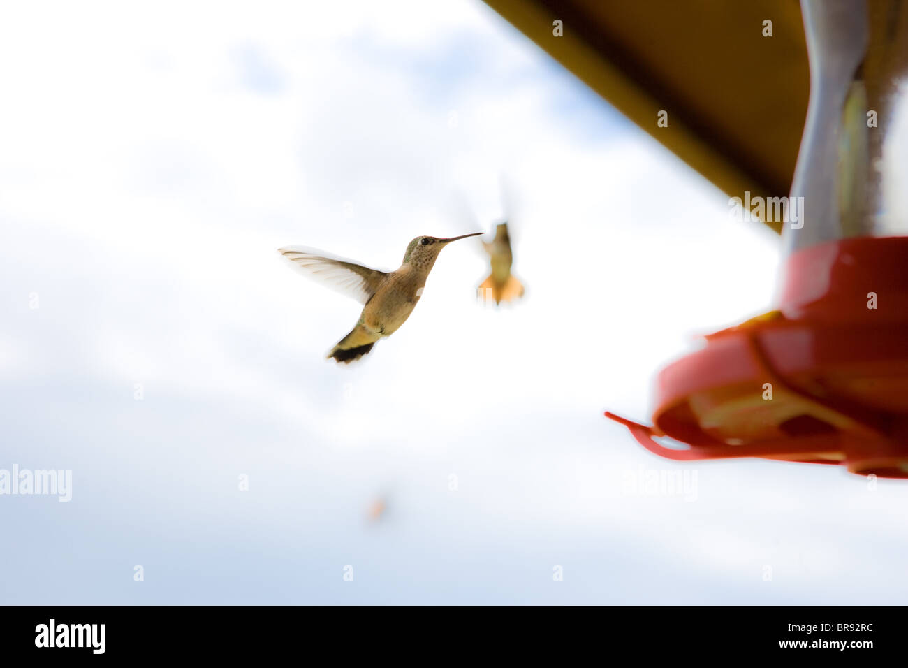Hummingbirds and fight hi-res stock photography and images - Alamy