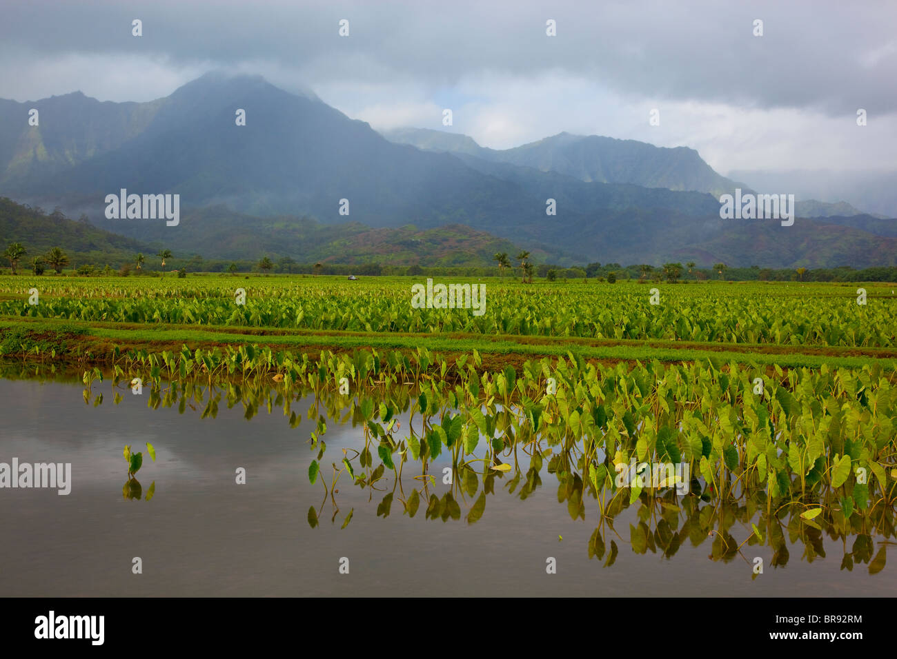 Kauai, HI: Hanalei Valley taro fields in Hanalei National Wildlife ...