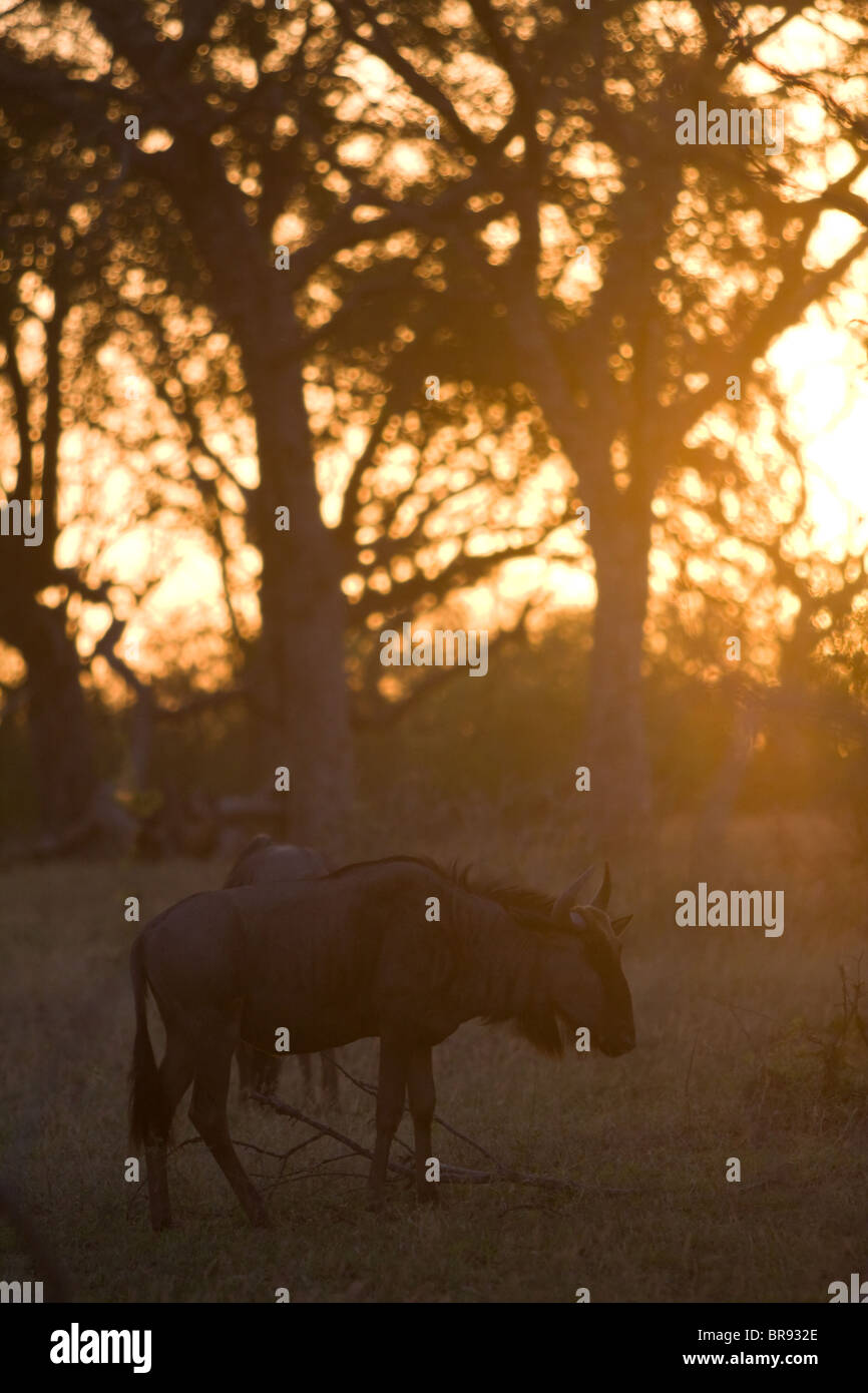 Blue Wildebeest (Common Wildebeest), Connochaetes taurinus, in Kruger ...