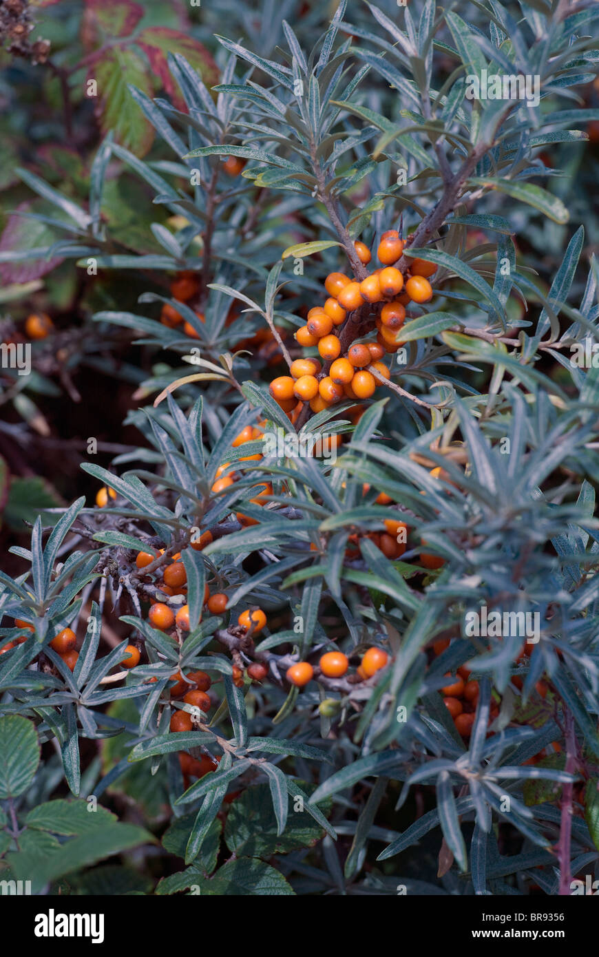 Pyracantha shrub hi-res stock photography and images - Alamy