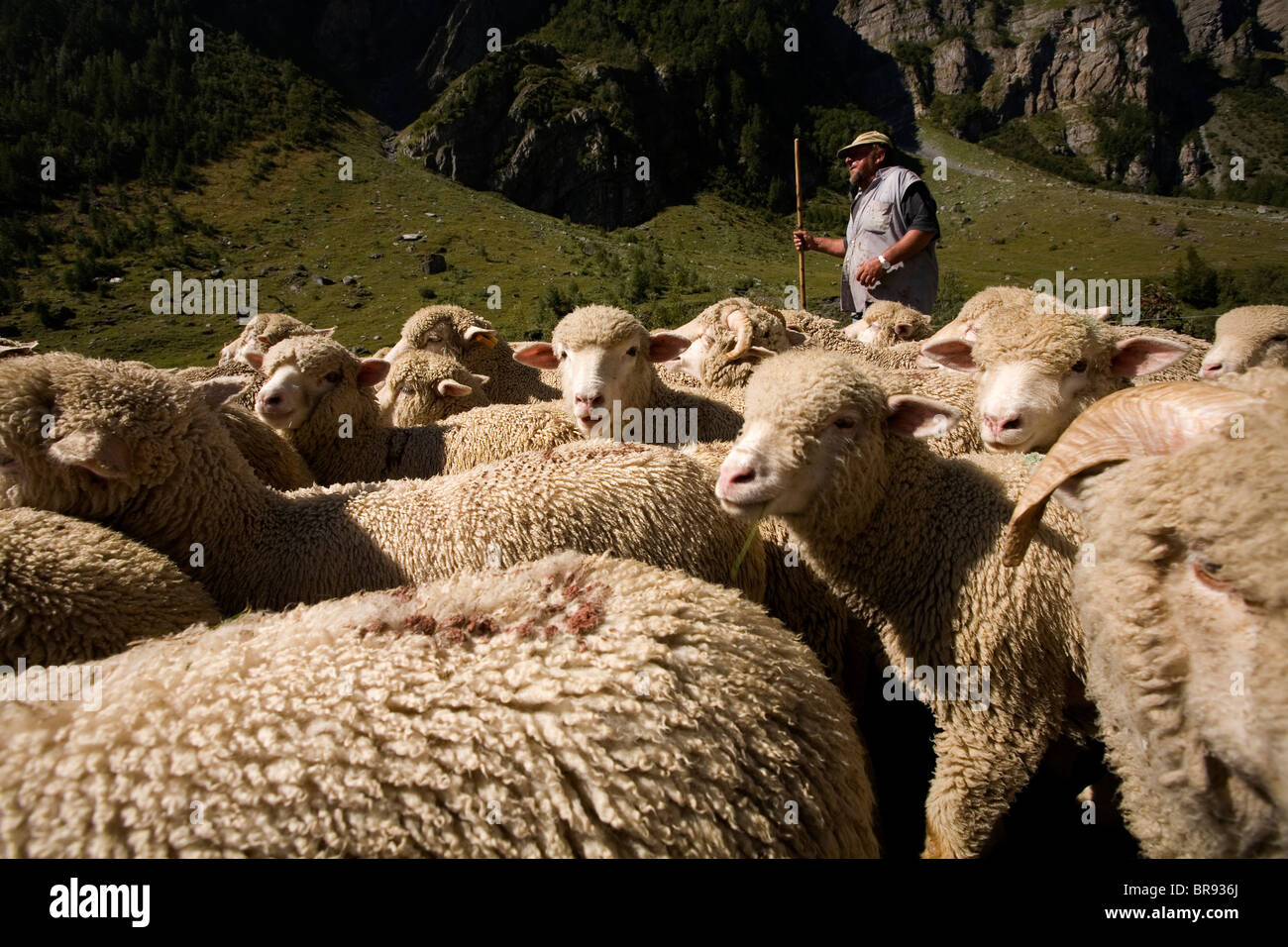 Sheep in the french alps hi-res stock photography and images - Alamy
