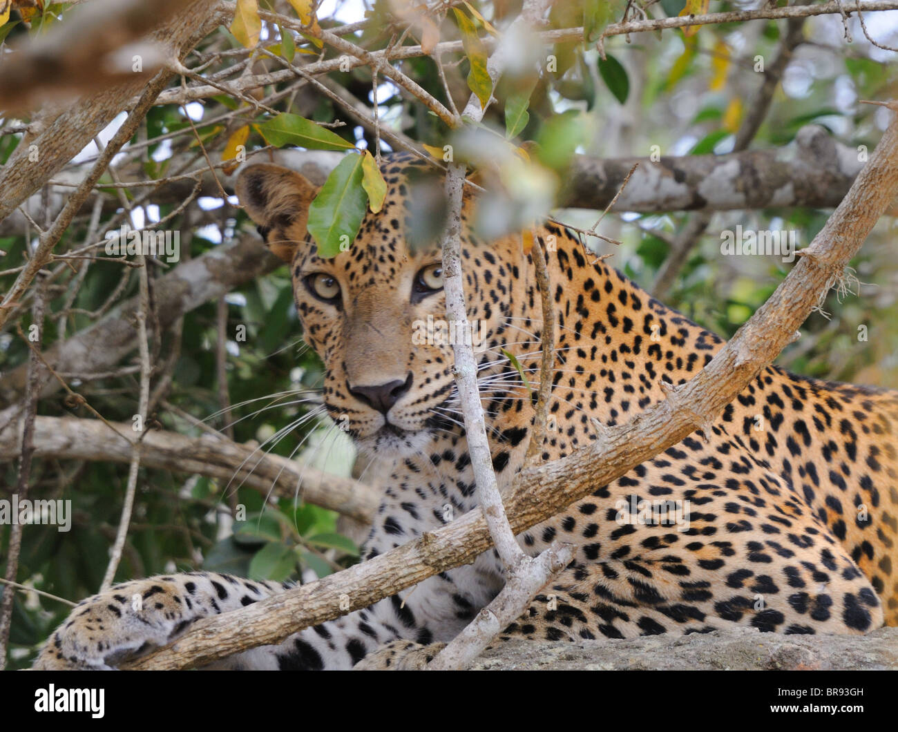 Leopard yala wildlife park sri lanka hi-res stock photography and ...