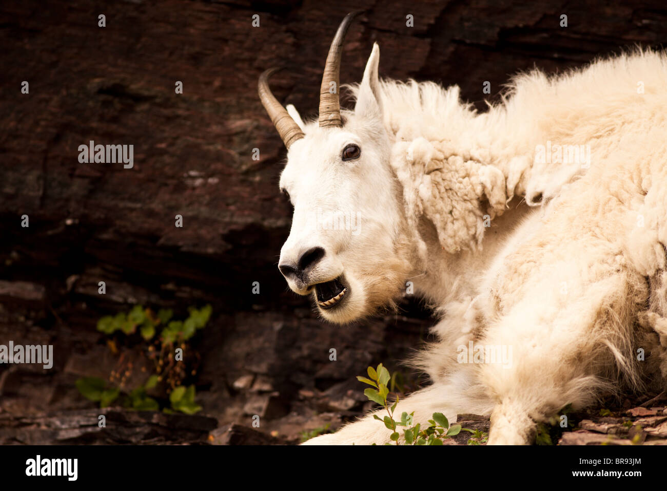 Goat teeth hi-res stock photography and images - Alamy