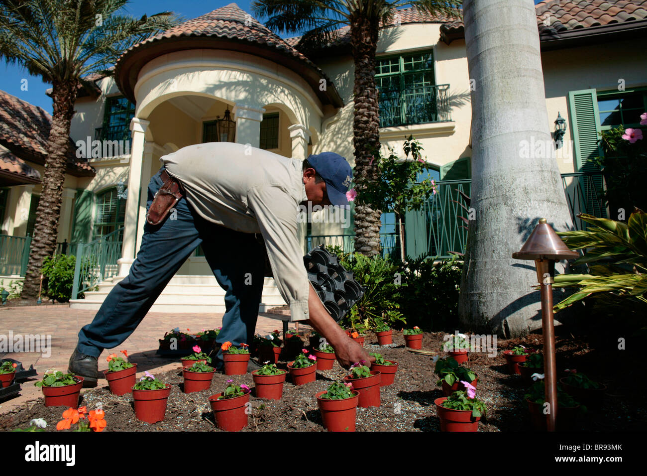 Gardener planting flowers at masion in Naples Florida Stock Photo - Alamy