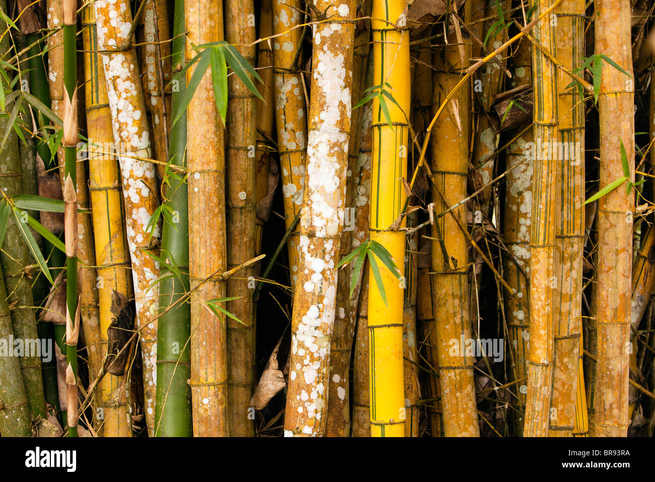 A small grove of tightly packed bamboo offers a nice background for a ...