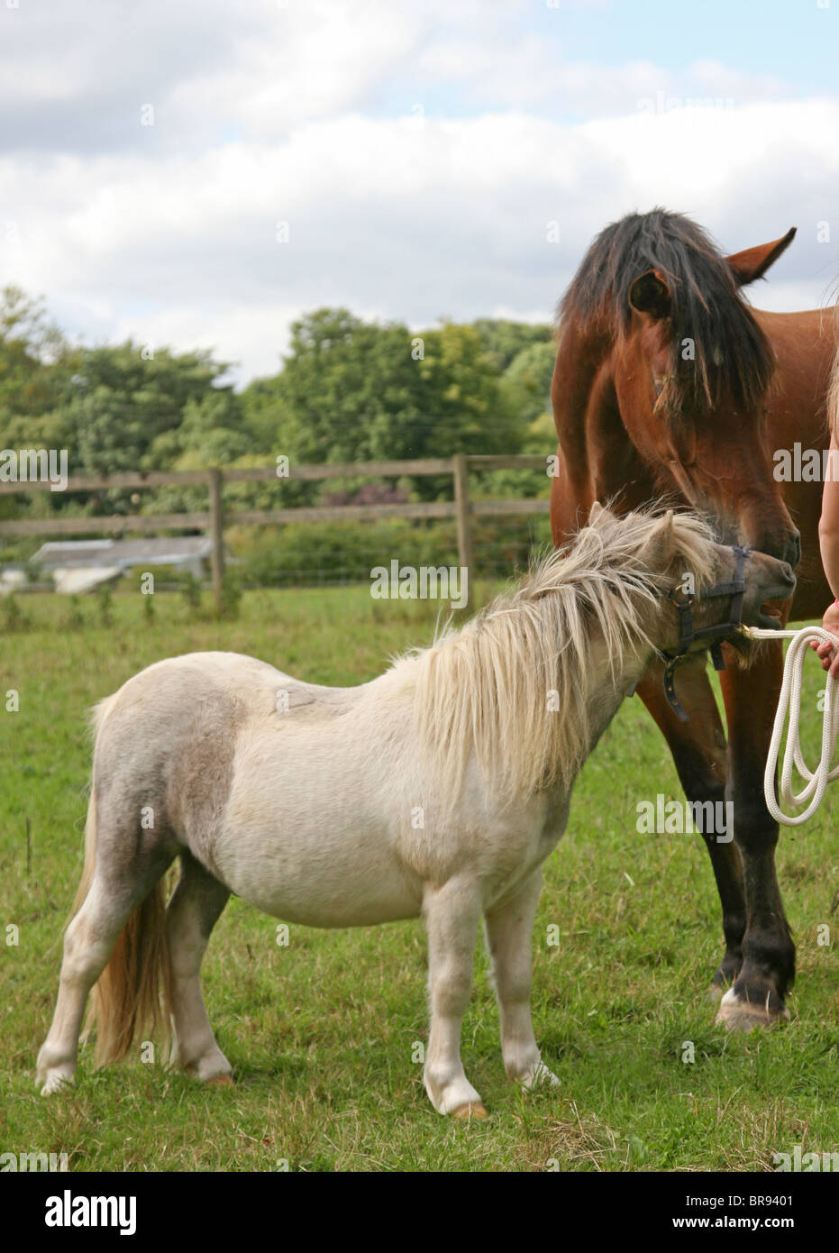 Grey shetland pony hi-res stock photography and images - Alamy