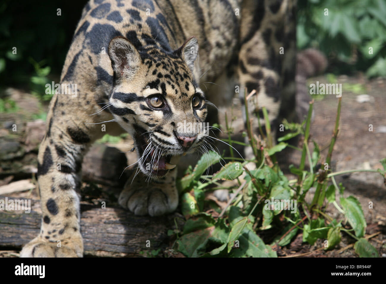Clouded leopard teeth hi-res stock photography and images - Alamy