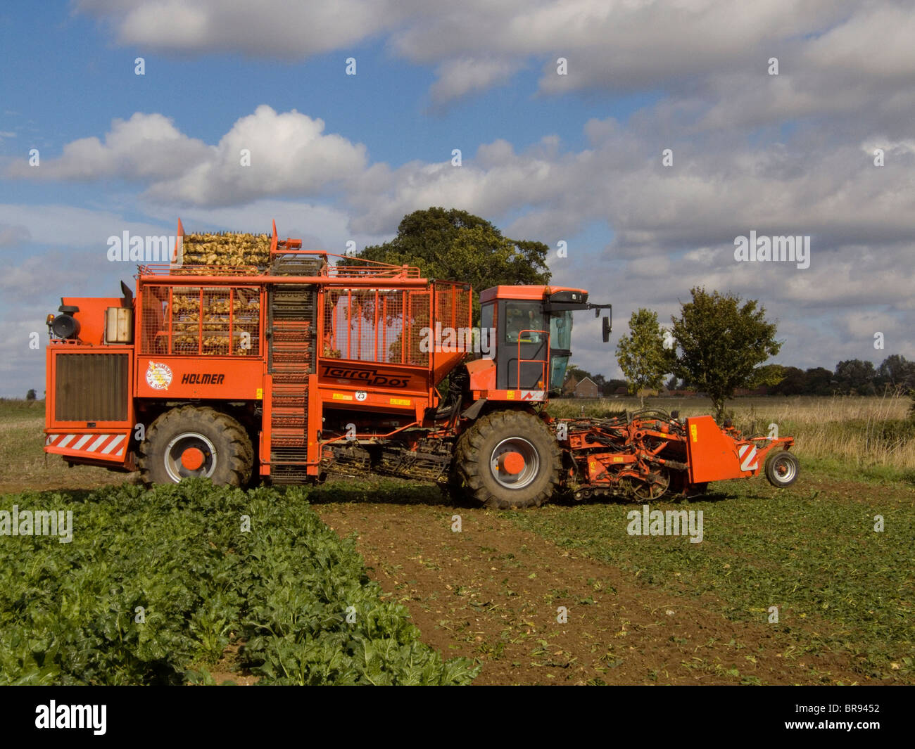 Holmer Terra Dos sugar beet harvester at work in a Norfolk field on a ...