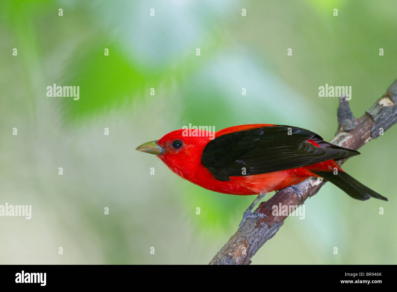 Scarlet tanager hi-res stock photography and images - Alamy