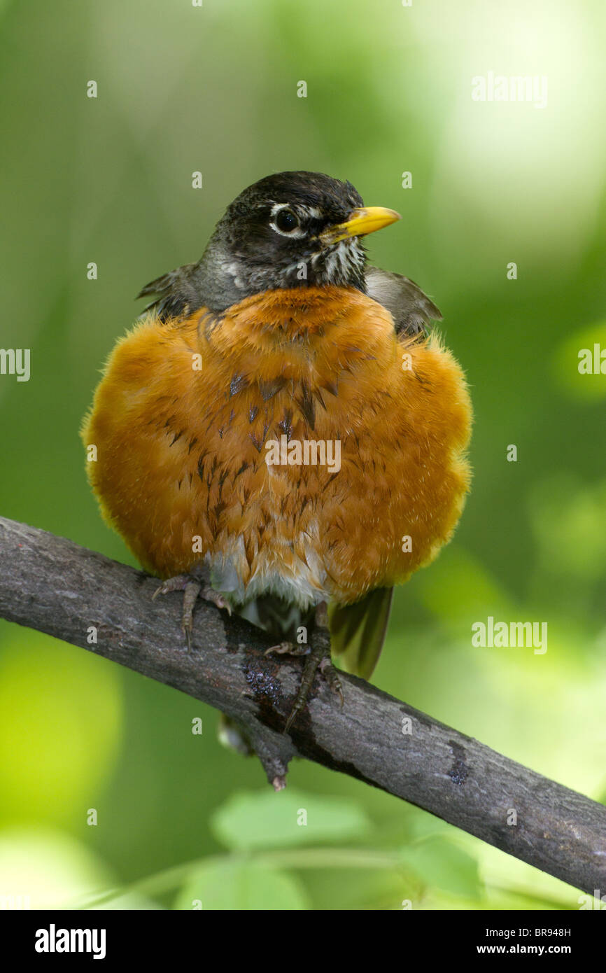 Wet robin hi-res stock photography and images - Alamy