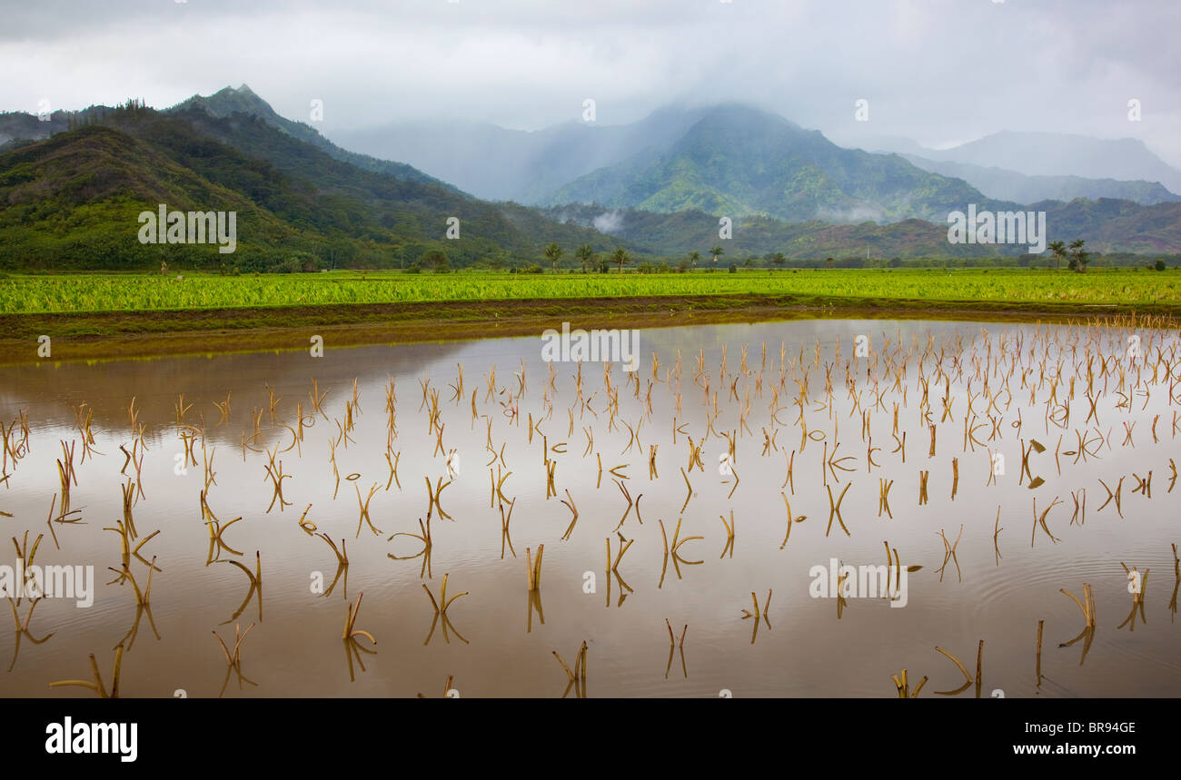 Kauai, HI: Hanalei Valley taro fields in Hanalei National Wildlife ...