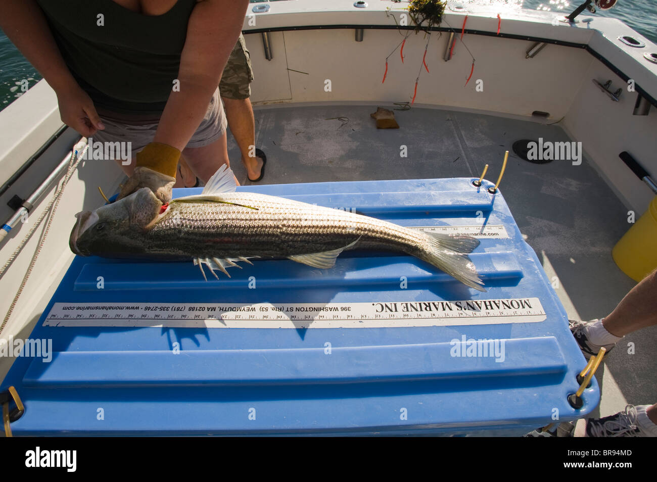 Fisherman measures a freshly caught Stripped bass on board a private ...