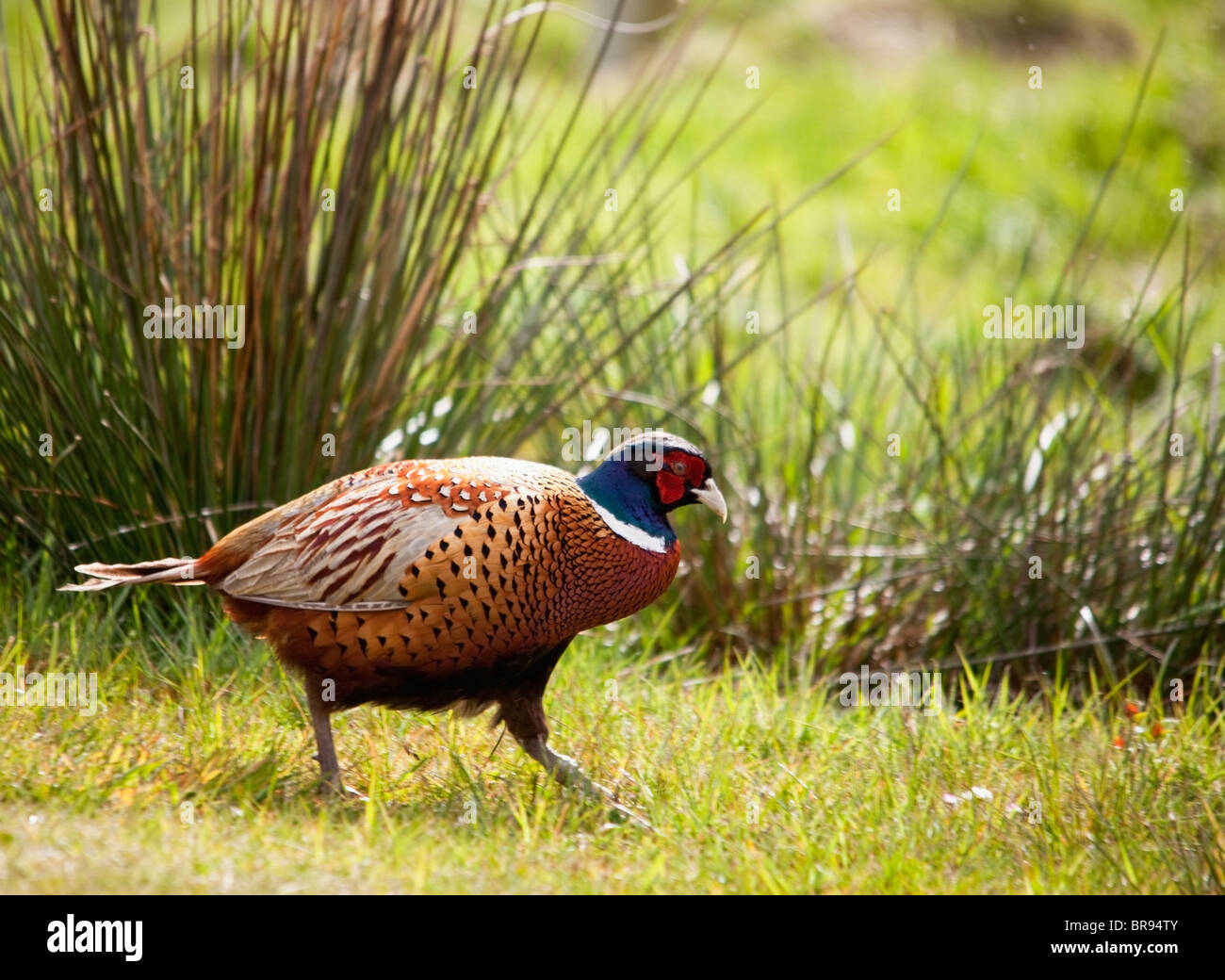 Pheasant (Phasianinae); Northumberland, England Stock Photo - Alamy