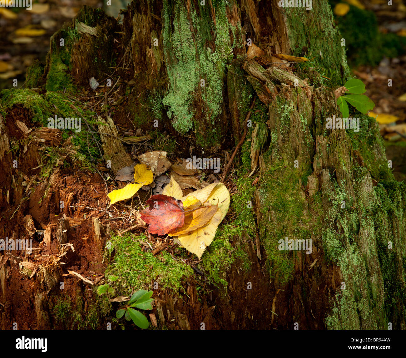 Red and yellow leaves on old moss colored tree stump in fall Stock ...