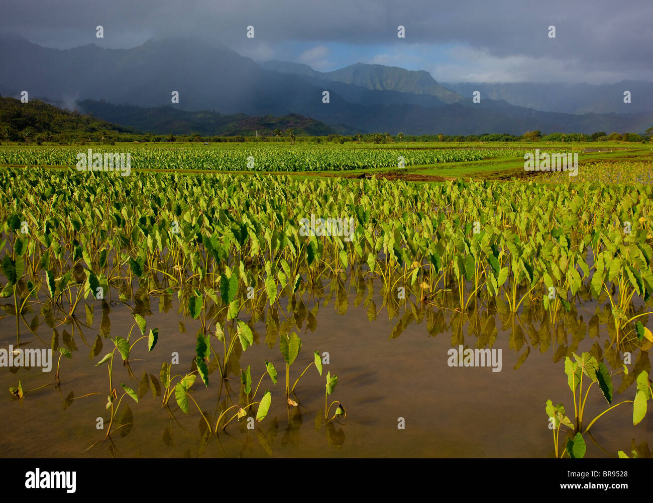 Hanalei taro fields in kauai hi-res stock photography and images - Alamy