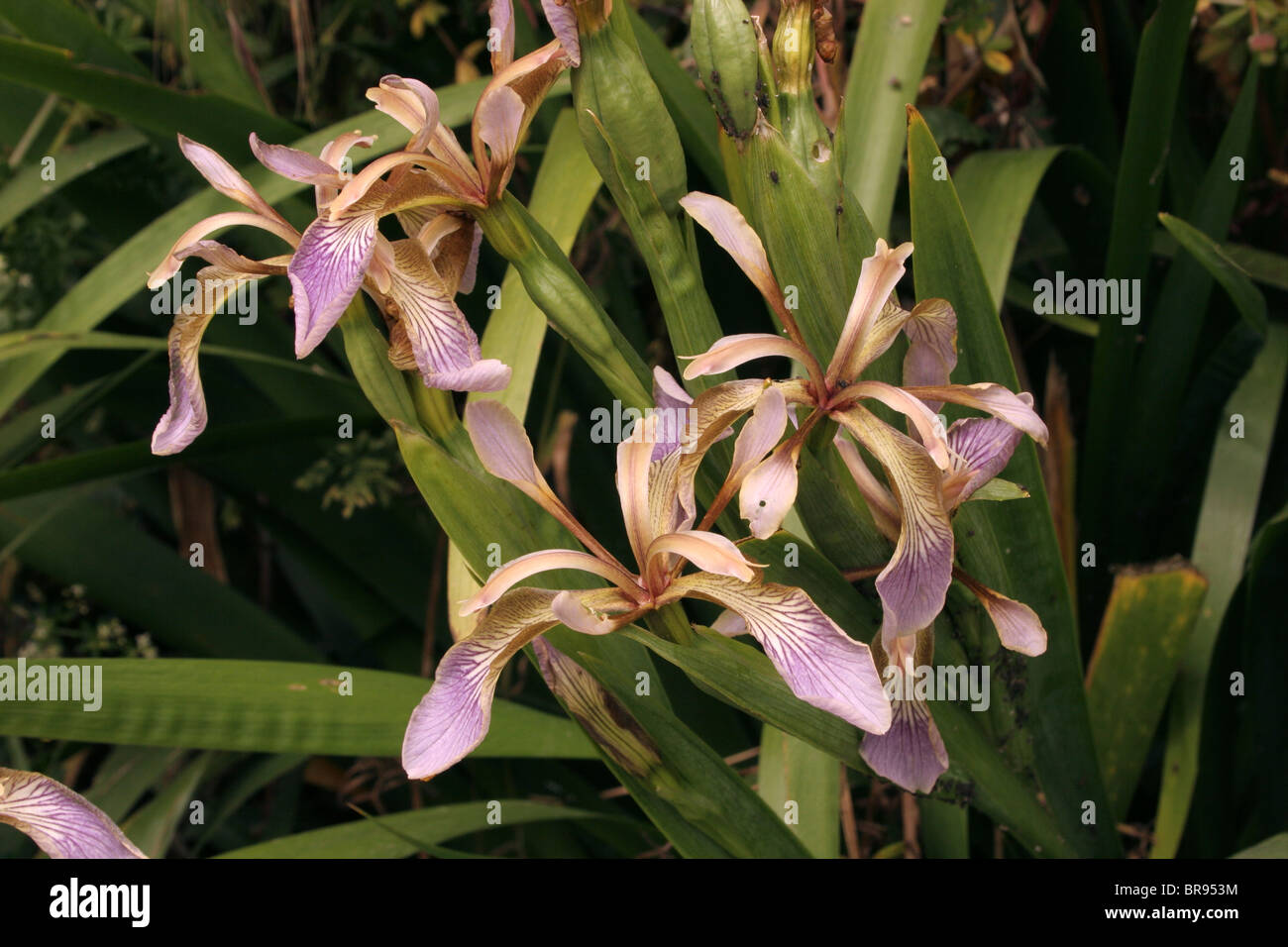 Stinking iris (Iris foetidissima : Iridaceae), UK Stock Photo - Alamy