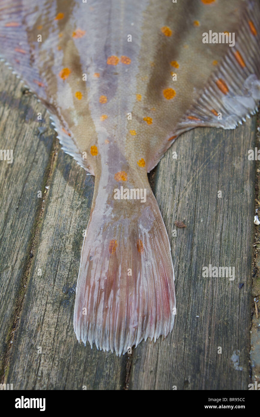Plaice fish hi-res stock photography and images - Alamy
