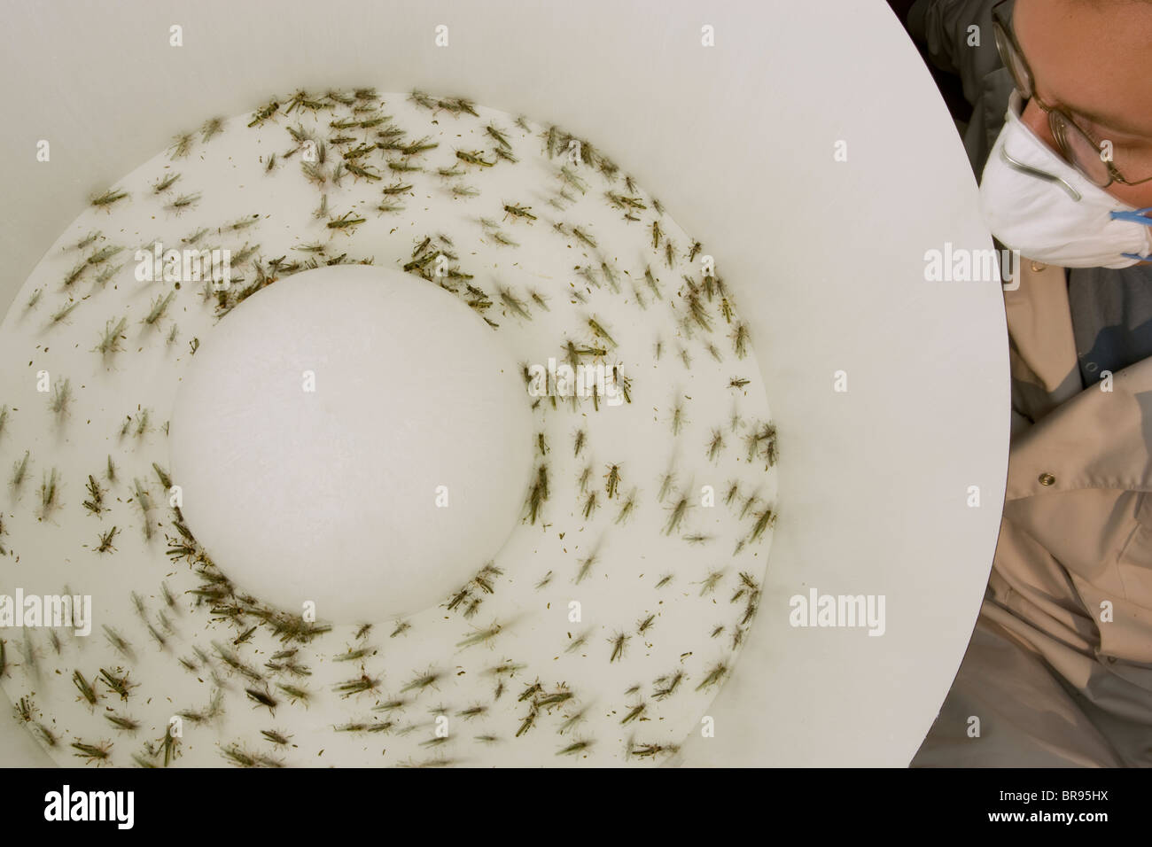 Locust swarm research Oxford England Stock Photo - Alamy