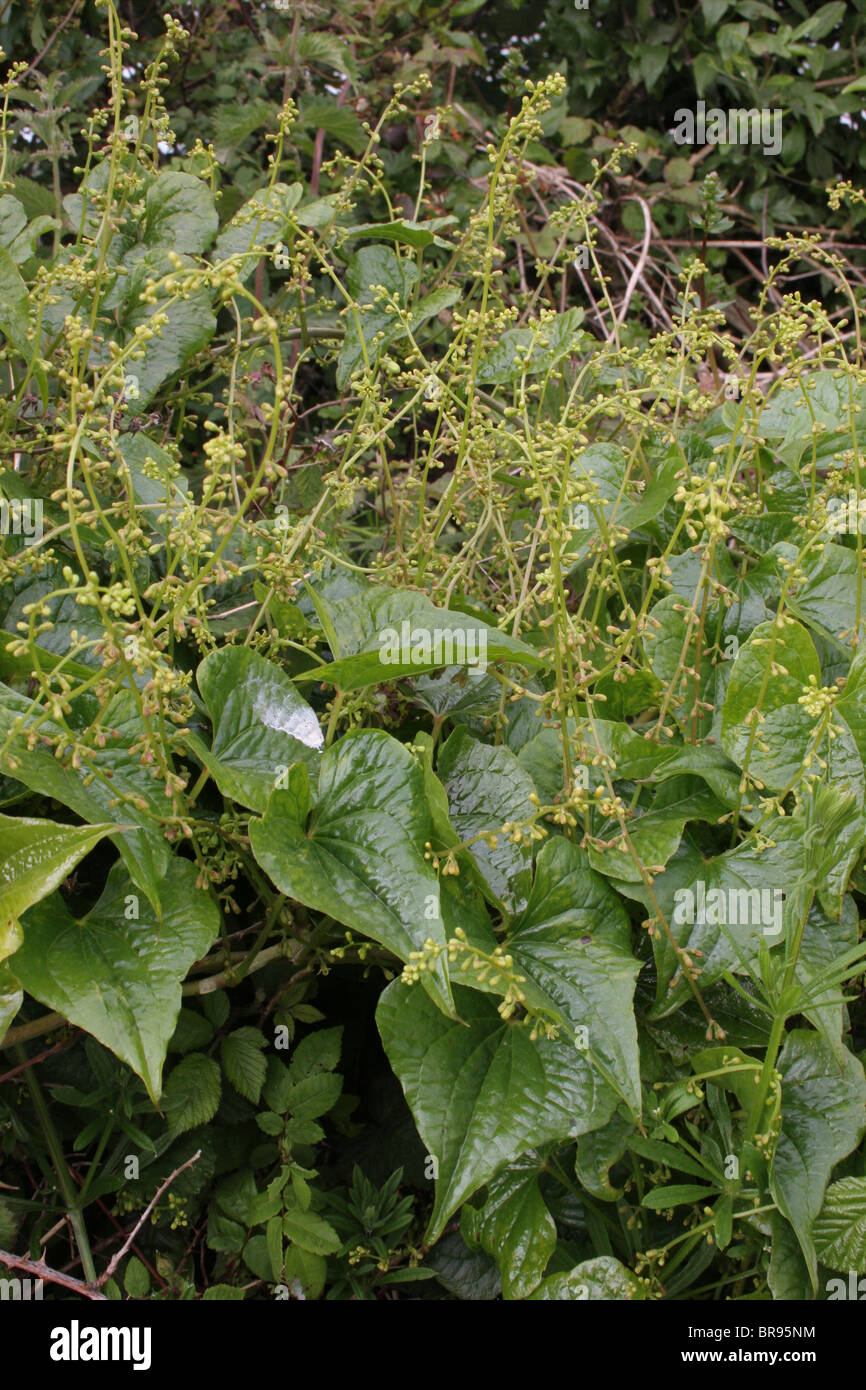 Black bryony hi-res stock photography and images - Alamy