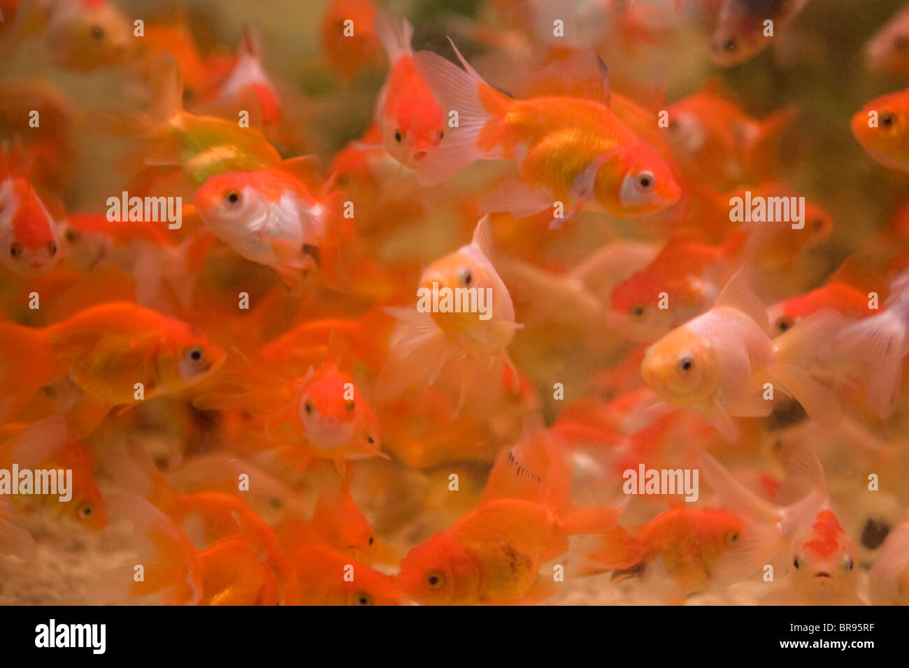 Goldfish in a department store Stock Photo - Alamy