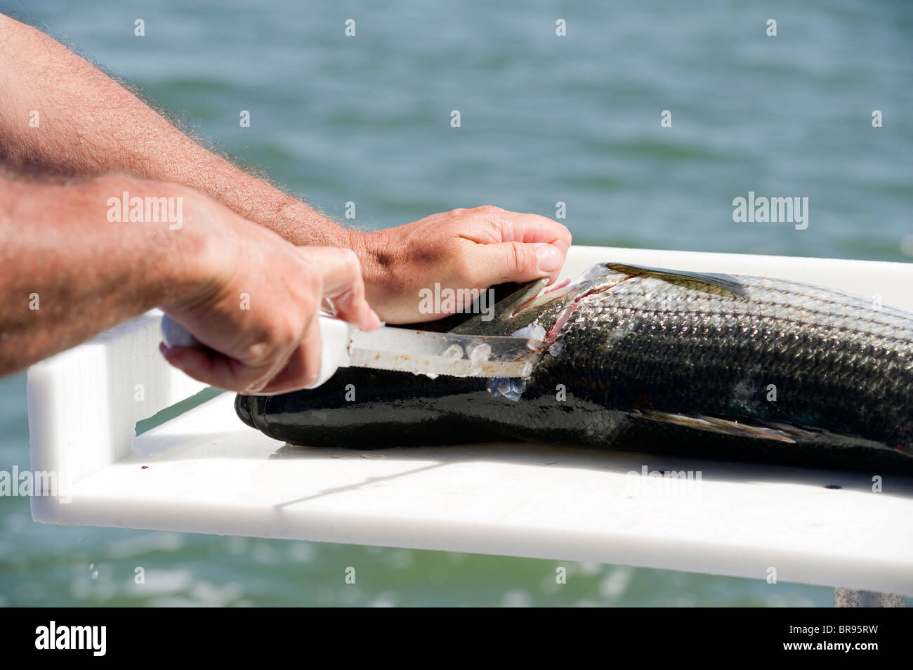 Fisherman cleans a freshly caught Stripped bass on board a private ...