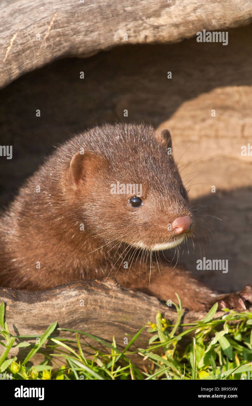 American mink alaska hi-res stock photography and images - Alamy
