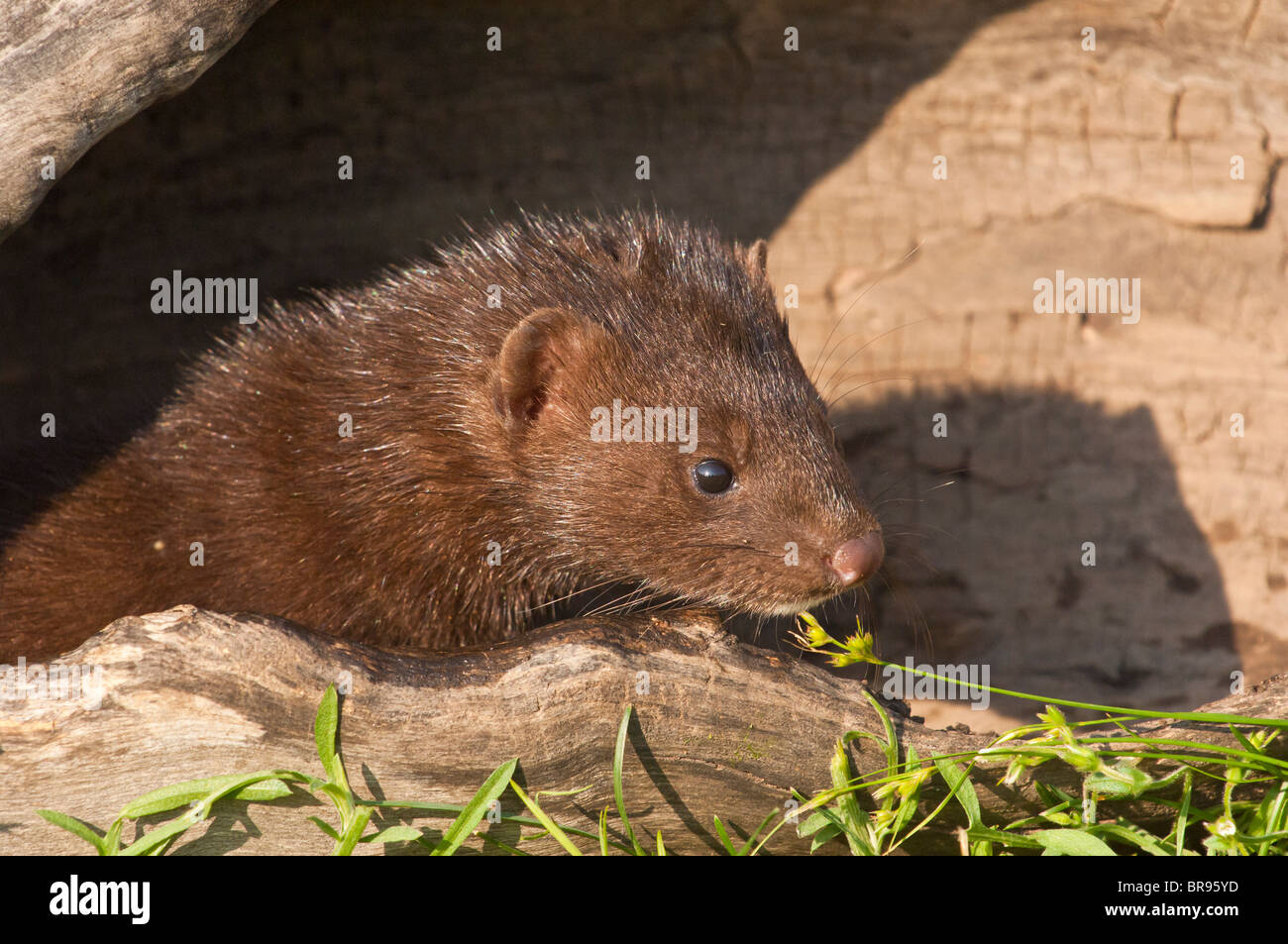 Native american canada farm hi-res stock photography and images - Alamy