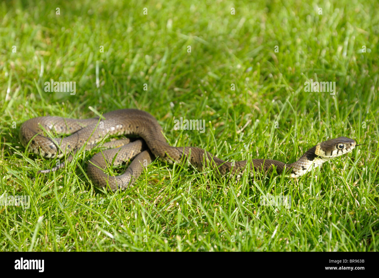 A curled grass-snake lying on a lawn in England Stock Photo - Alamy