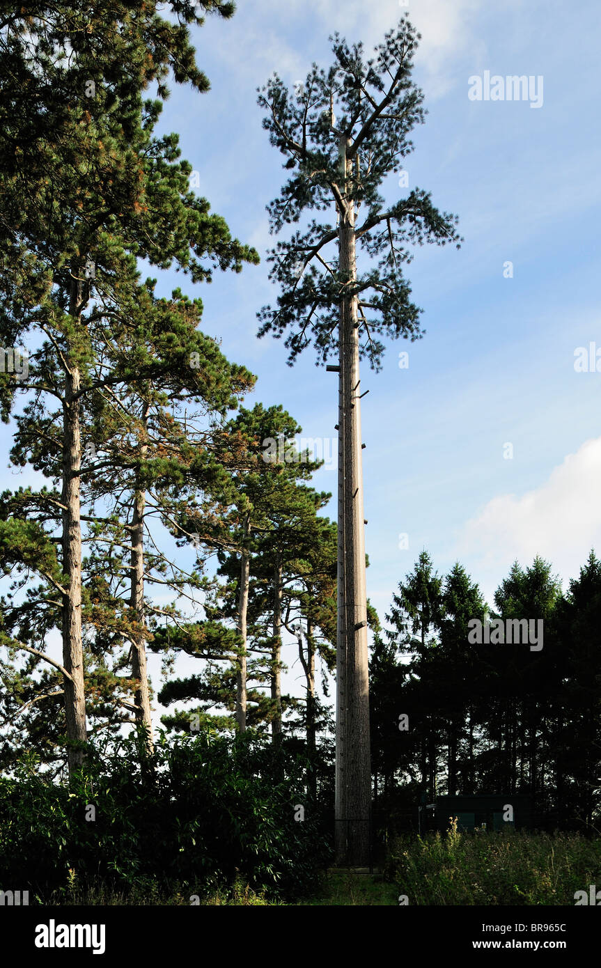 Cell phone tower tree hi-res stock photography and images - Alamy