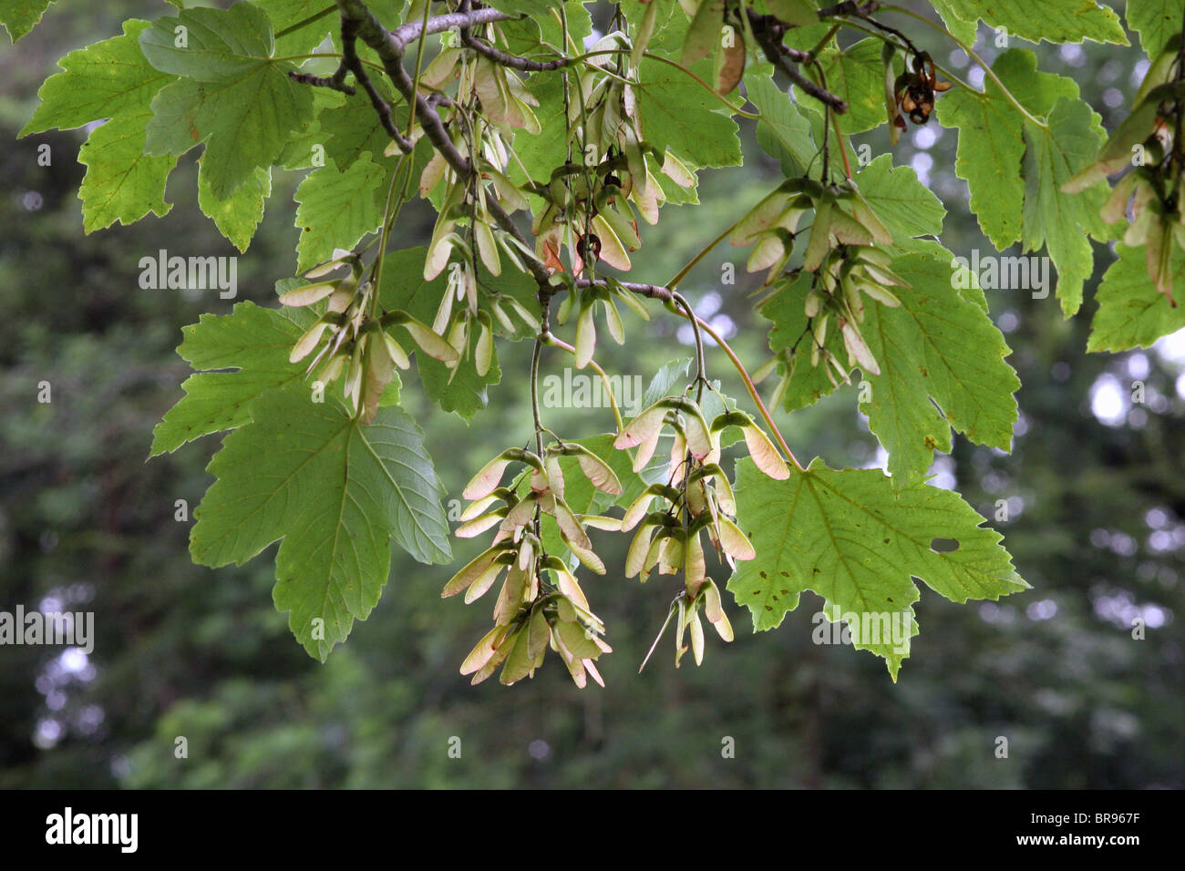Sycamore (Acer pseudoplatanus) fruits, UK Stock Photo - Alamy