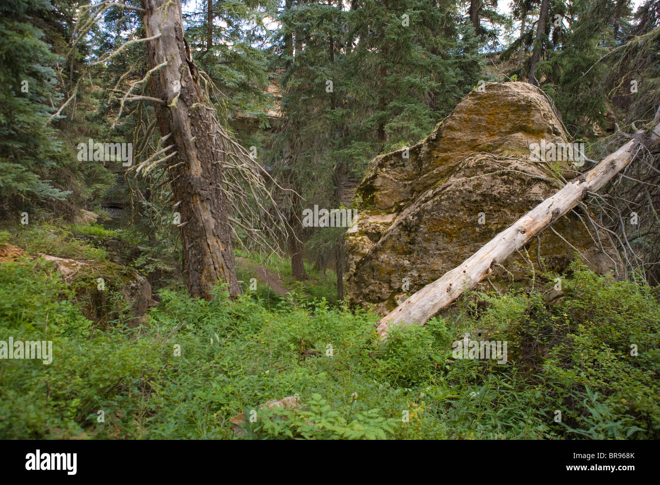 After being hit by lightning hi-res stock photography and images - Alamy