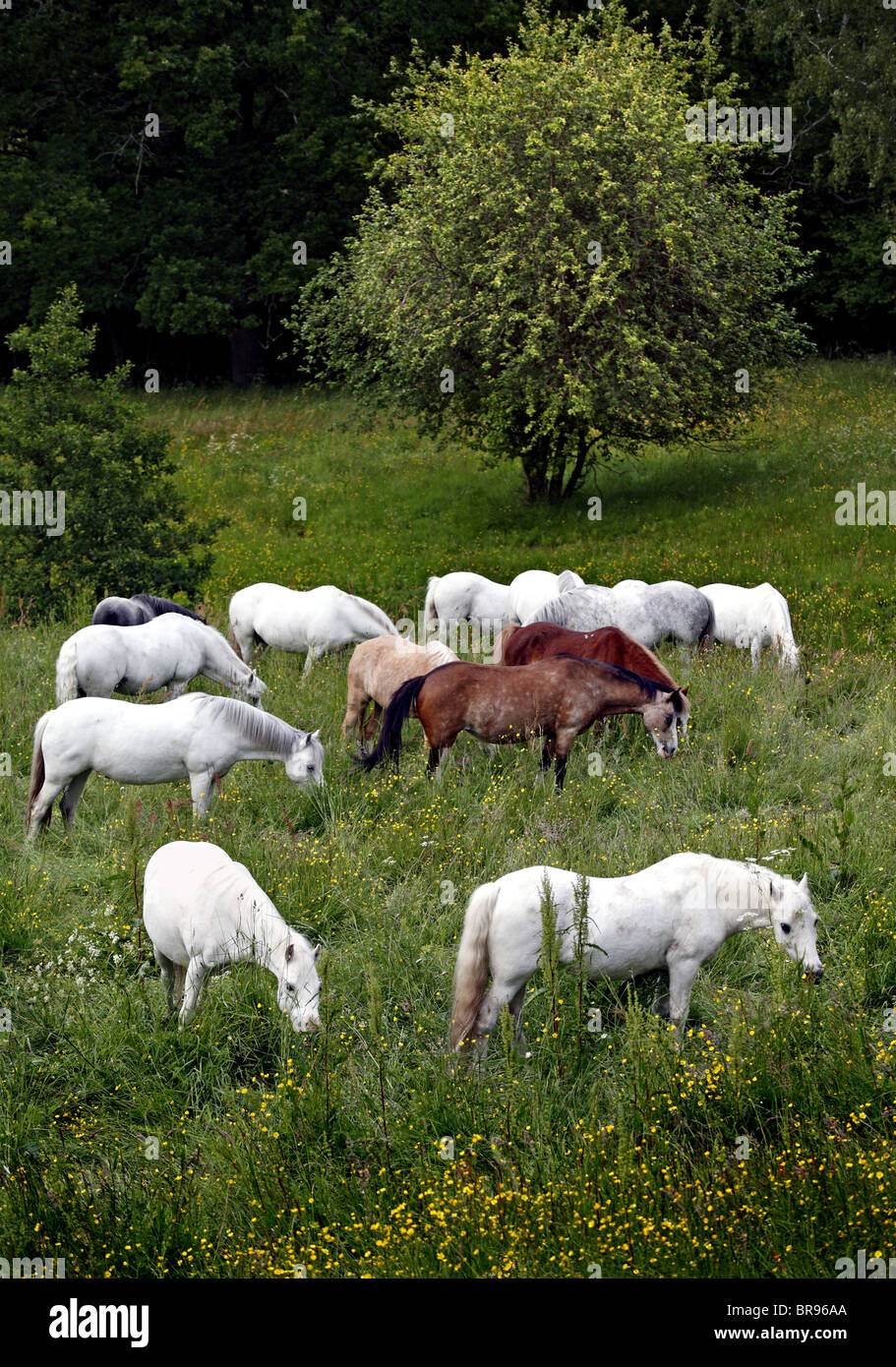 Horse herd on grazing land Stock Photo - Alamy