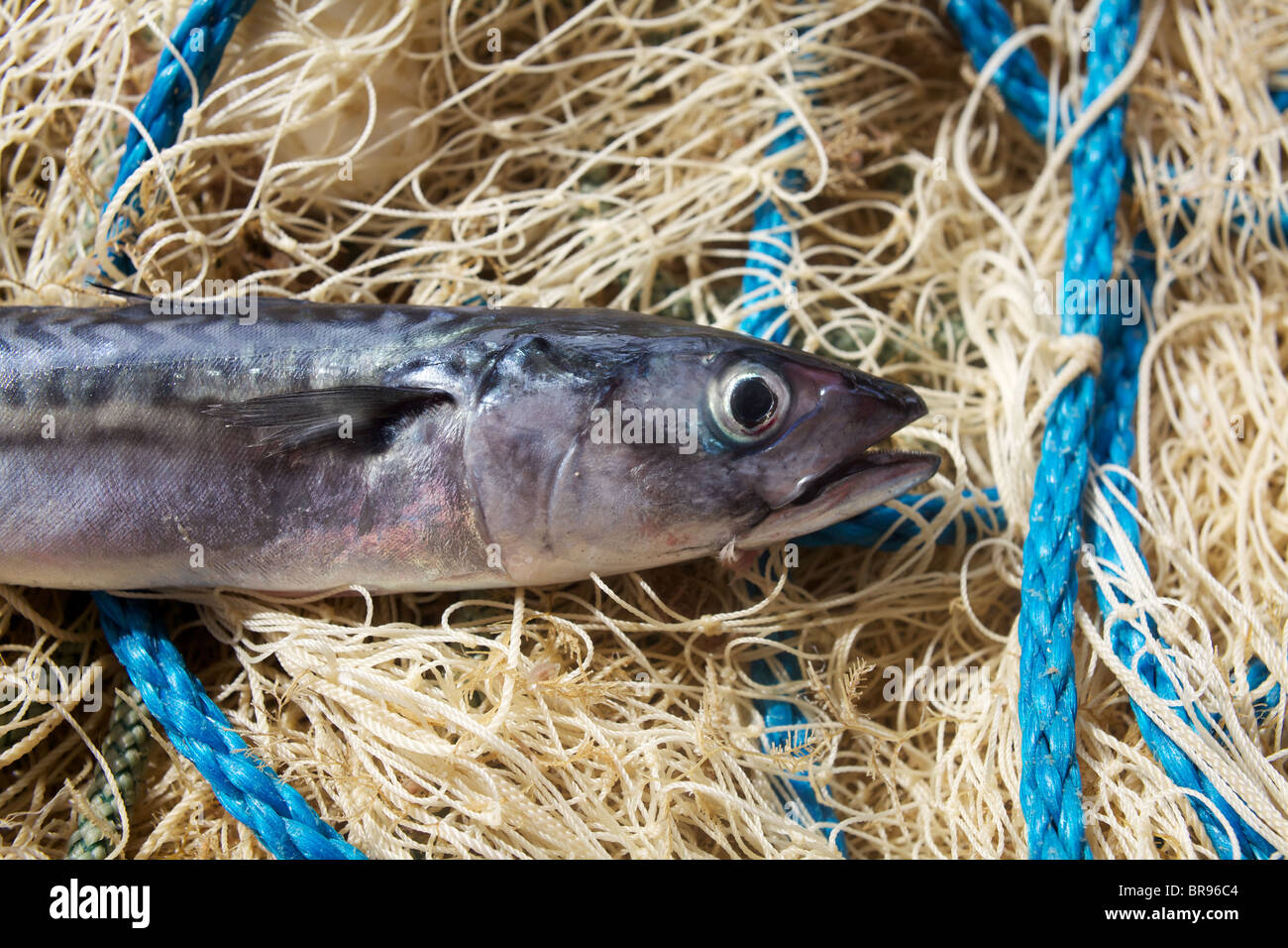 Uk seafish hi-res stock photography and images - Alamy