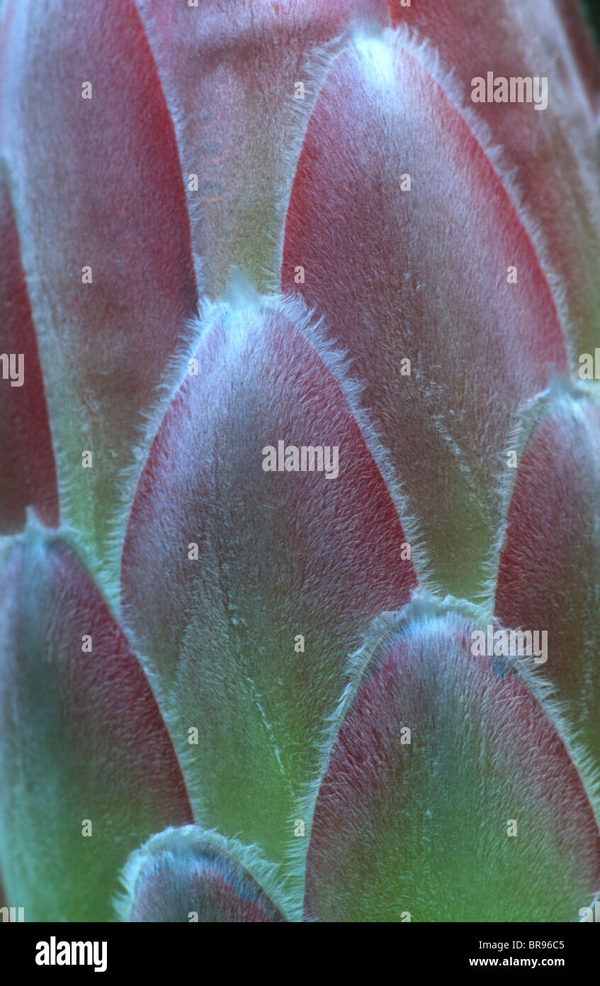 Close up of Protea flower bud, Kirstenbosch Gardens, South Africa Stock ...
