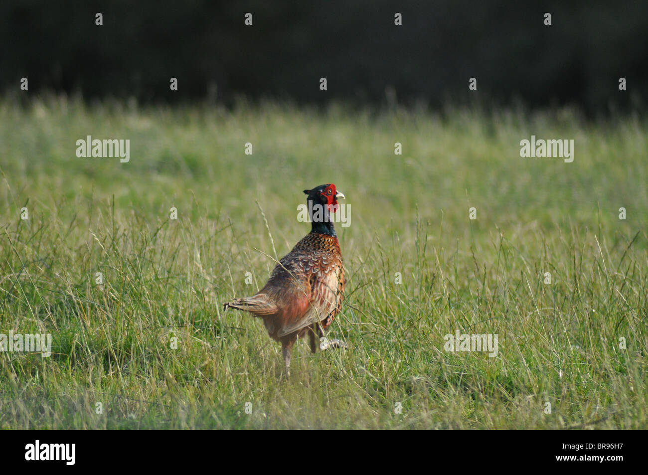 Pheasant scotland hi-res stock photography and images - Alamy