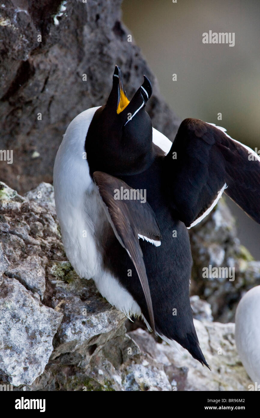 A razorbill on the cliffs of Latrabjerg in Iceland Stock Photo - Alamy