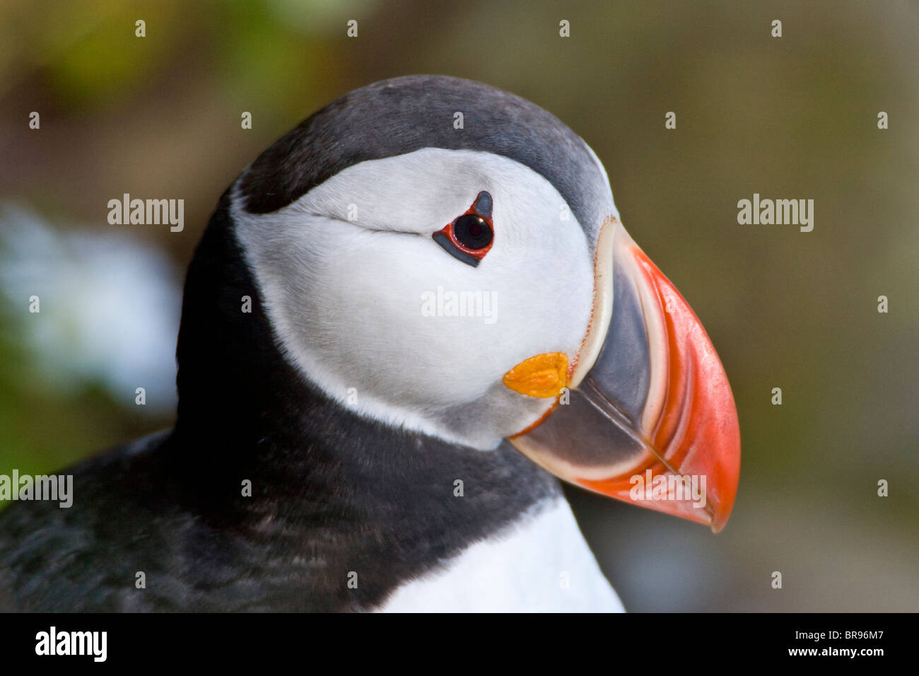 The Atlantic Puffin, a pelagic seabird, shown here in breeding colors ...