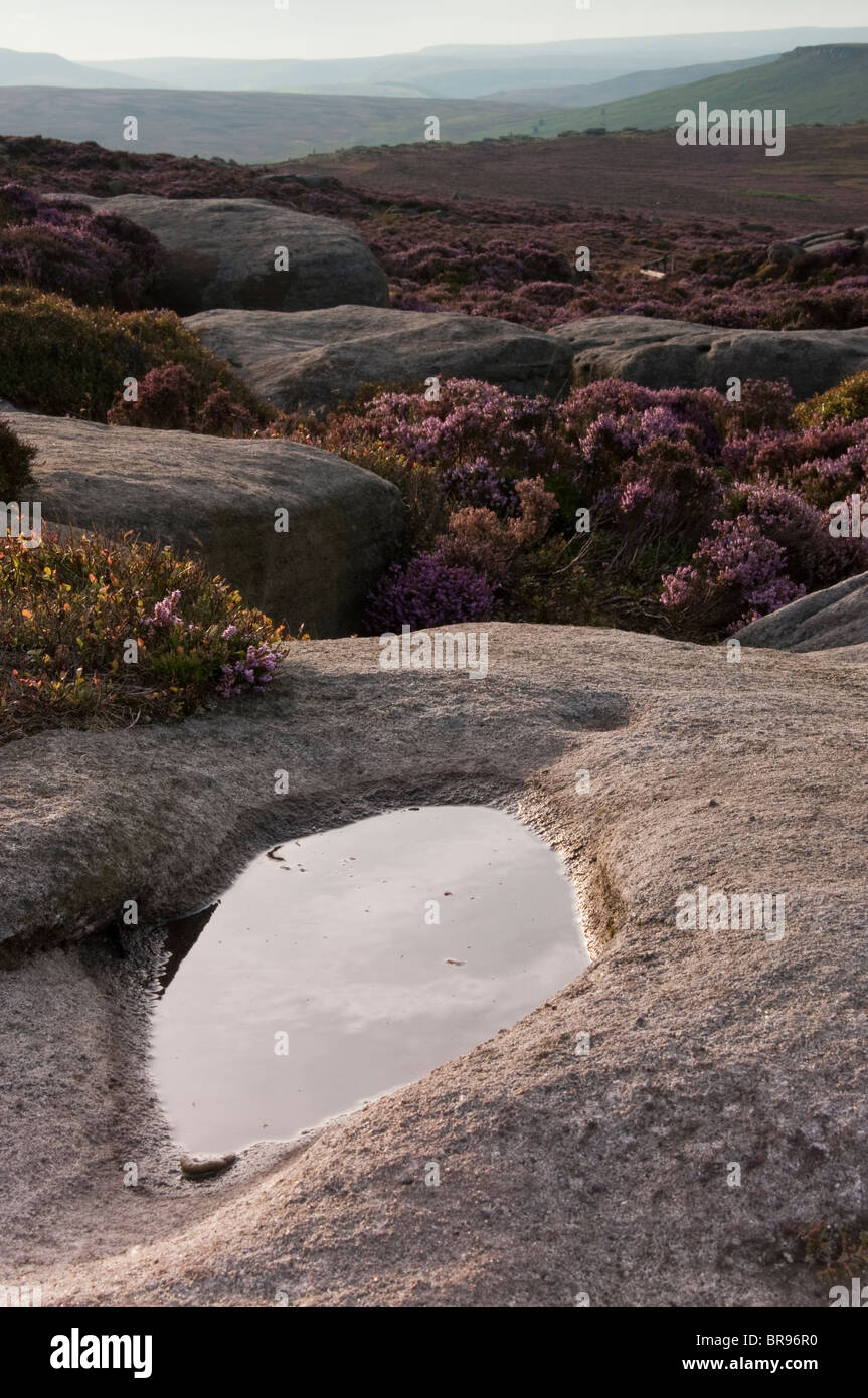 Pink and Purple heather on Stanage Edge in the Peak District National ...