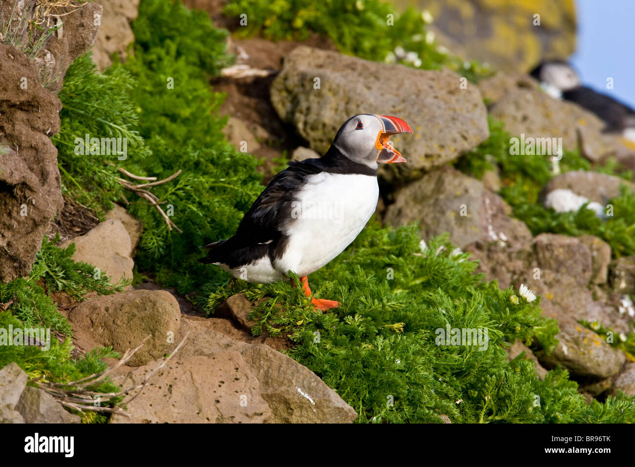 The Atlantic Puffin, a pelagic seabird, shown here in breeding colors ...