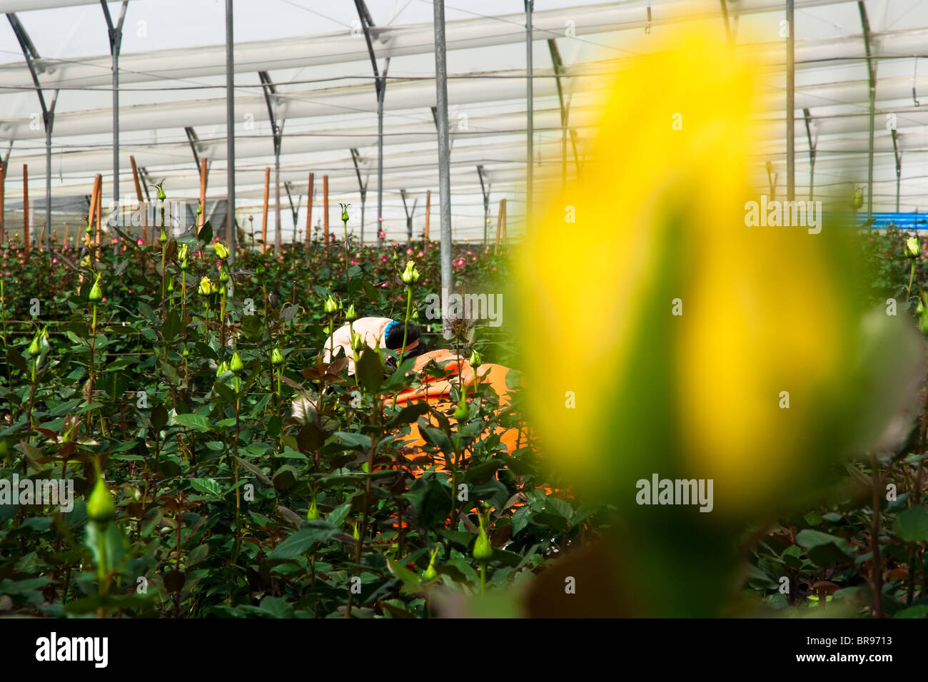 A worker picks the yellow roses at a flower farm in Cayambe, Ecuador ...