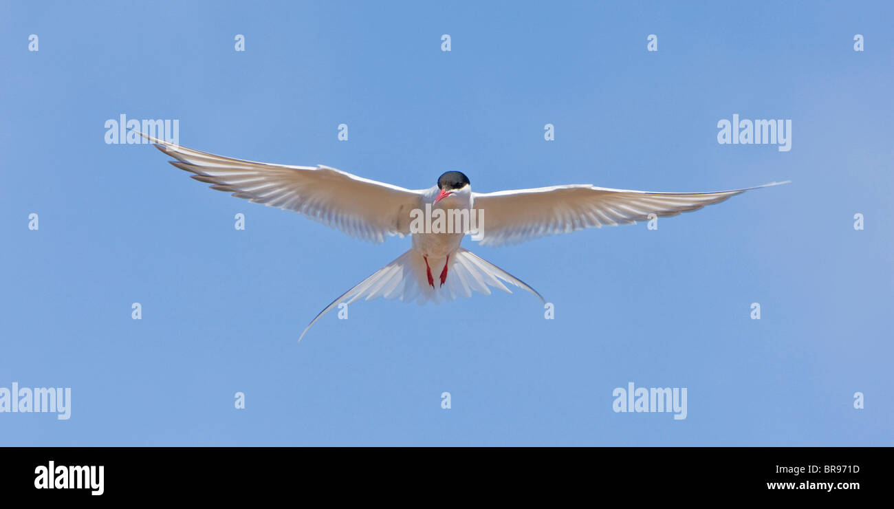 Arctic Tern in flight in Iceland Stock Photo - Alamy